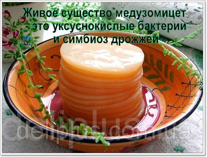 Купить Чистая культура здоровый чайный гриб на 2л в Киеве и Украине ...